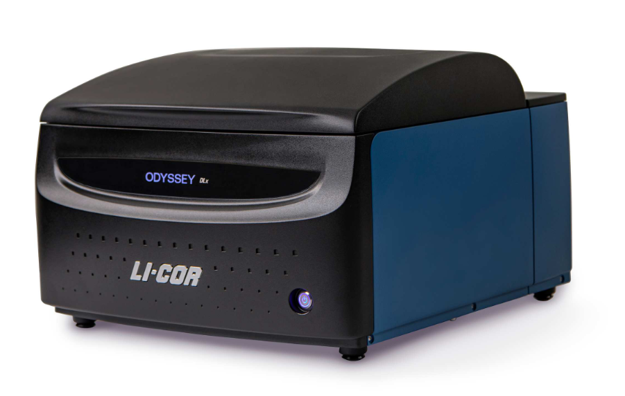 Odyssey® DLx Infrared Imaging System (LI-COR) | Biomedical and Molecular Sciences | School of ...